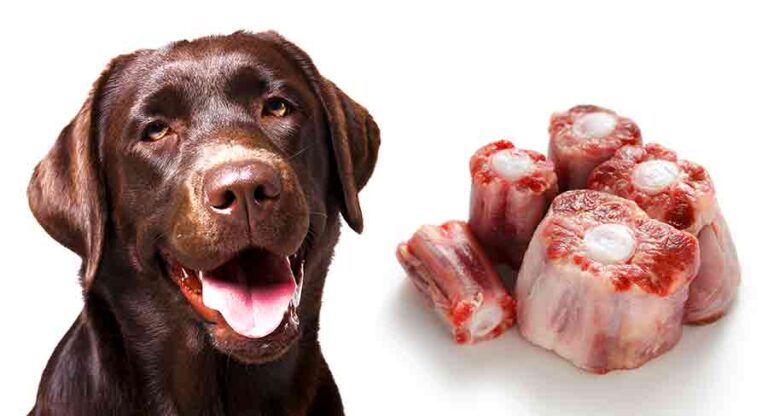 Benefits of feeding Bones to dogs: How to feed your pet a healthy diet ...