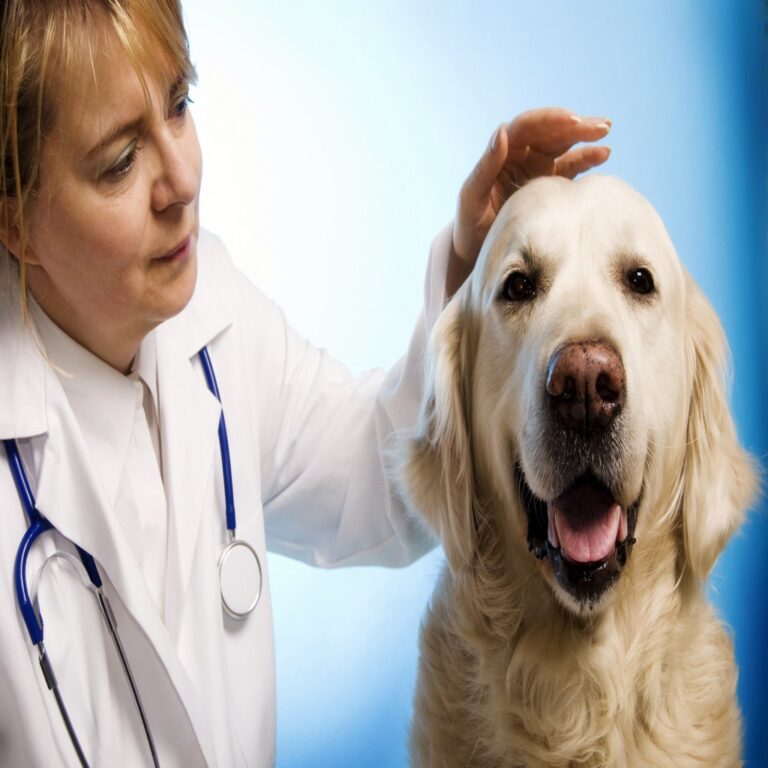 Helping Your Pup Overcome Motion Sickness: A Guide for Pet Parents ...