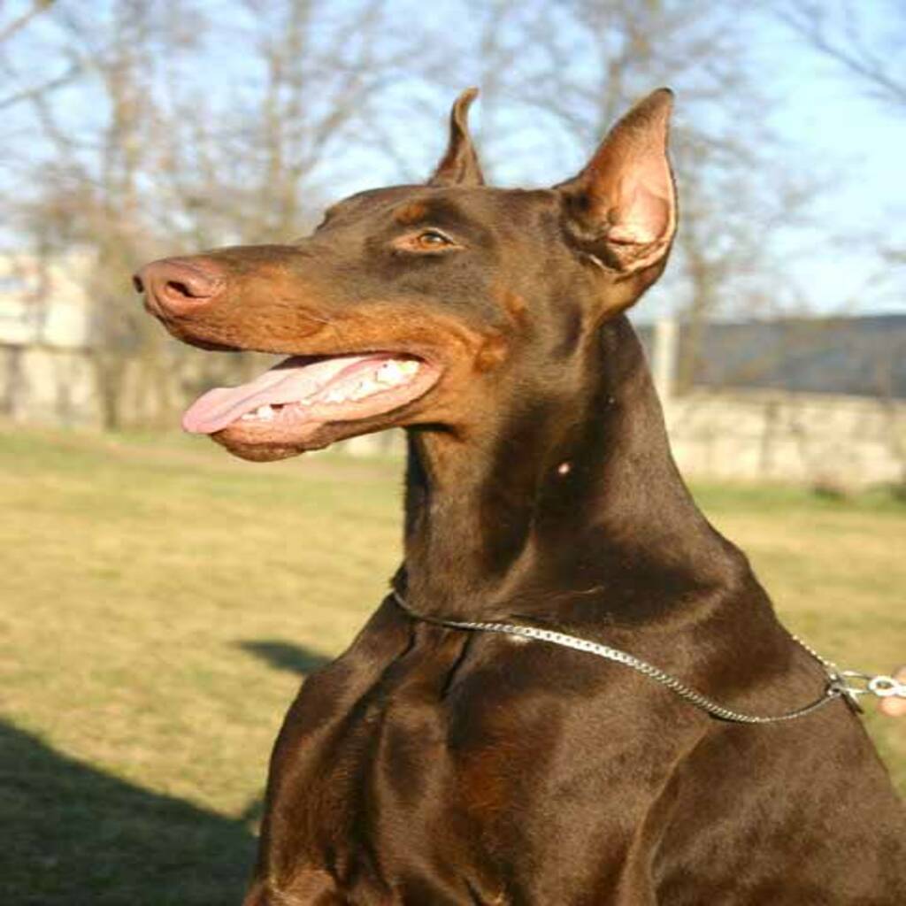 The Ultimate Guide to Ear Cropping in Dogs - Petazon