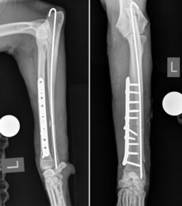 Bone Plating Surgery In A Dog: What You Should Know - Petazon