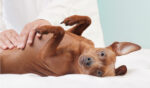 Bloat In Dog: The Comprehensive Guide To Preventing Canine Gastric ...