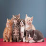 Kitten Gender: How To Identify Your Furry Friend's Sex - Petazon