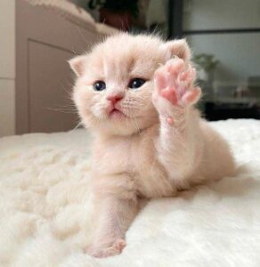 Kitten Gender: How To Identify Your Furry Friend's Sex - Petazon
