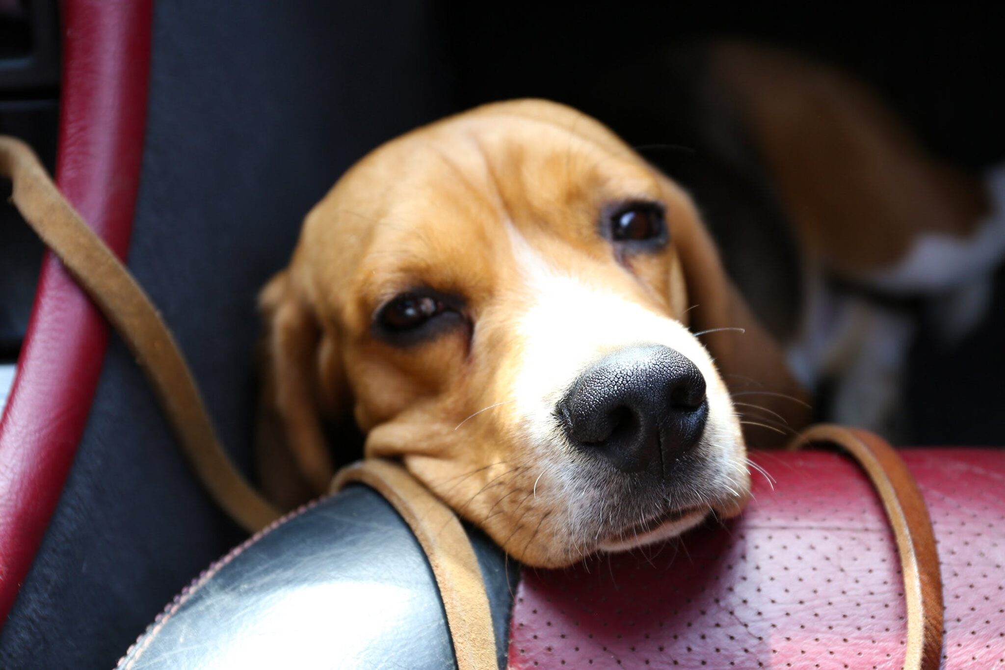 Helping Your Pup Overcome Motion Sickness: A Guide for Pet Parents ...