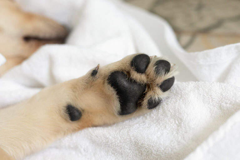 Canine Feet : Perfect Guide - Petazon